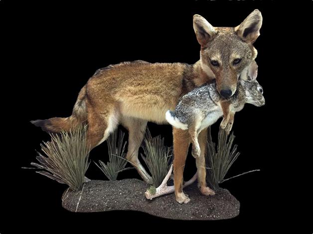 Coyote – HIBLER Taxidermy, Inc.